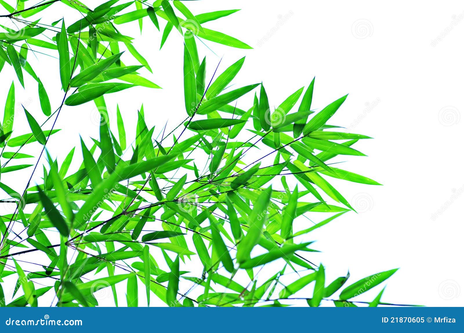 Bamboo leaf branches stock image. Image of oriental, space - 21870605