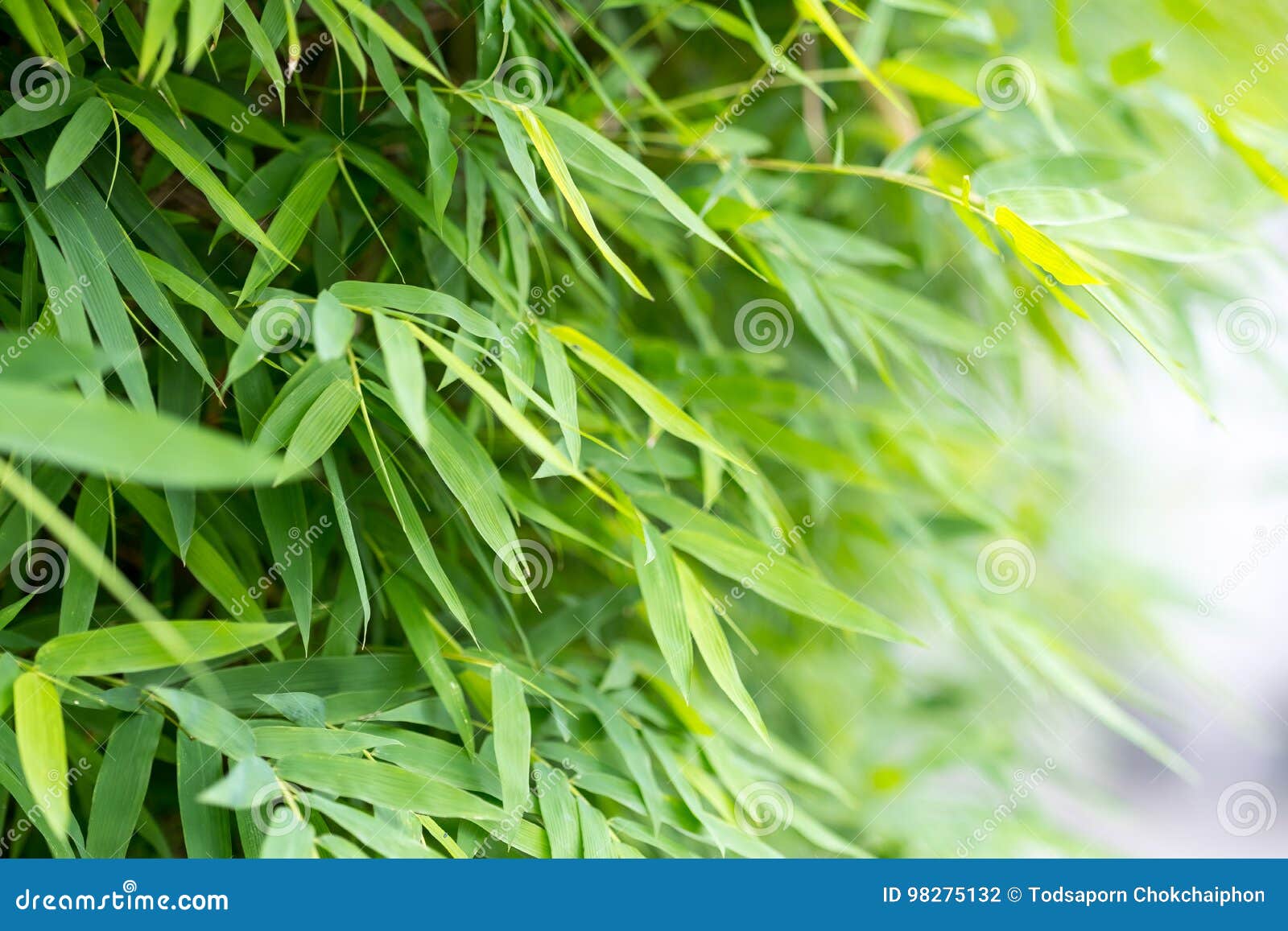 Bamboo Leaf . stock photo. Image of growth, foliage, leaf - 98275132