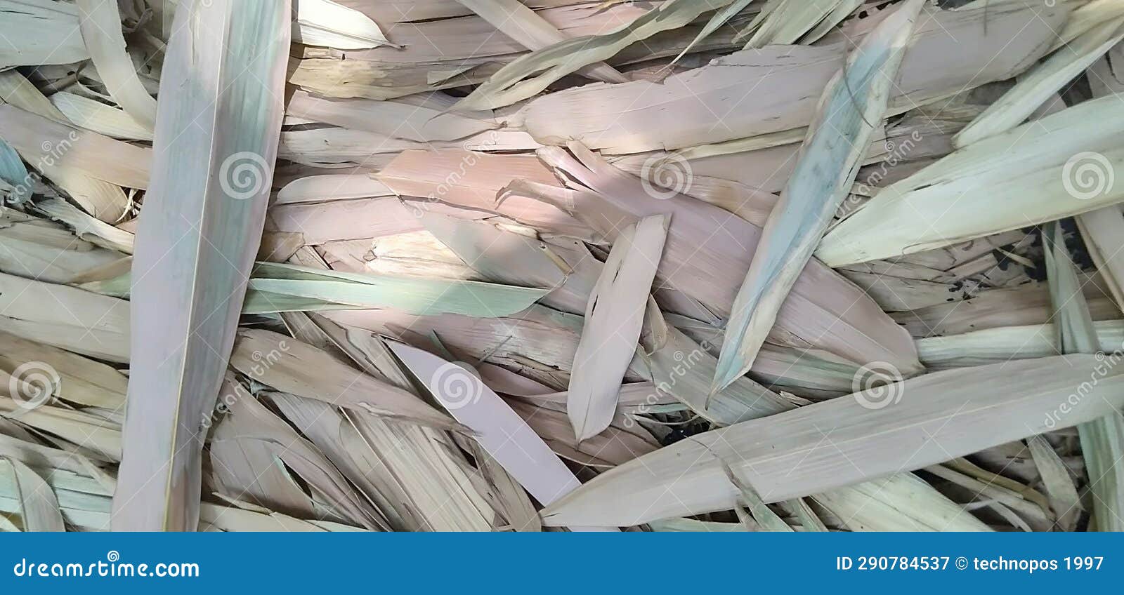 Bamboo leaf dry stock image. Image of flooring, flower - 290784537
