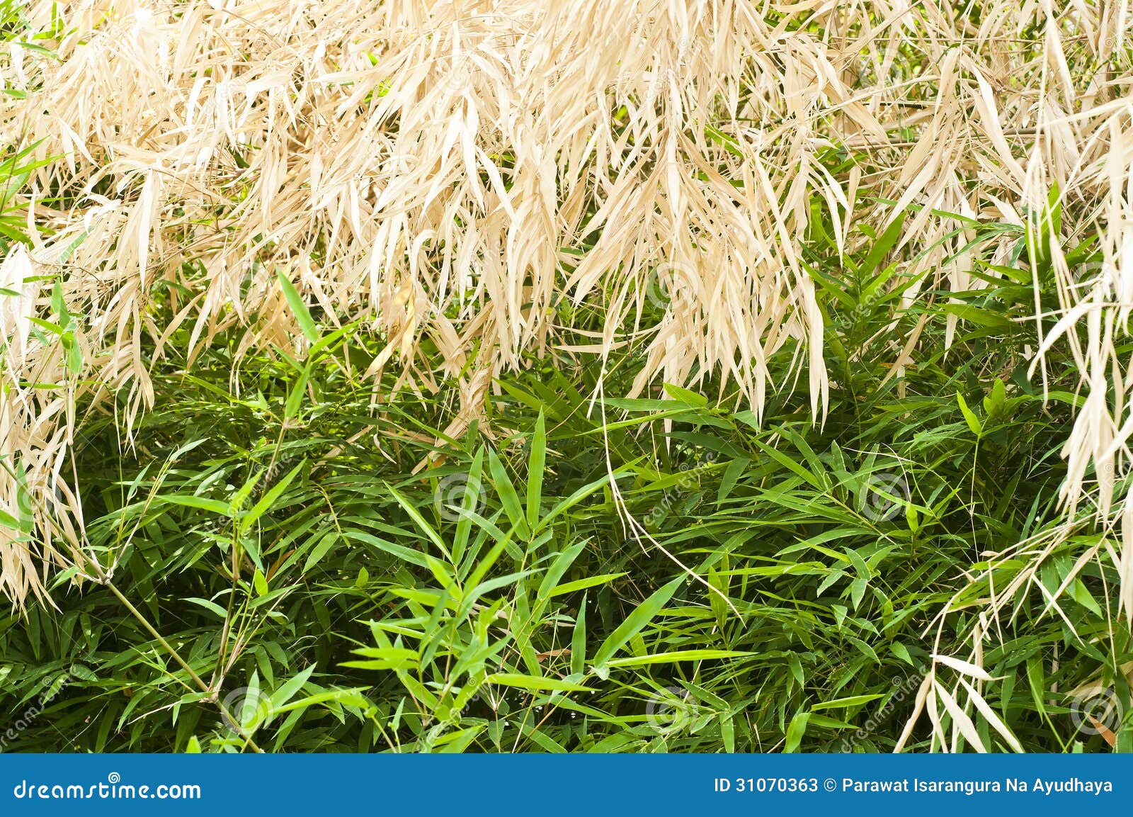 Bamboo leaf. stock image. Image of east, light, bright - 31070363