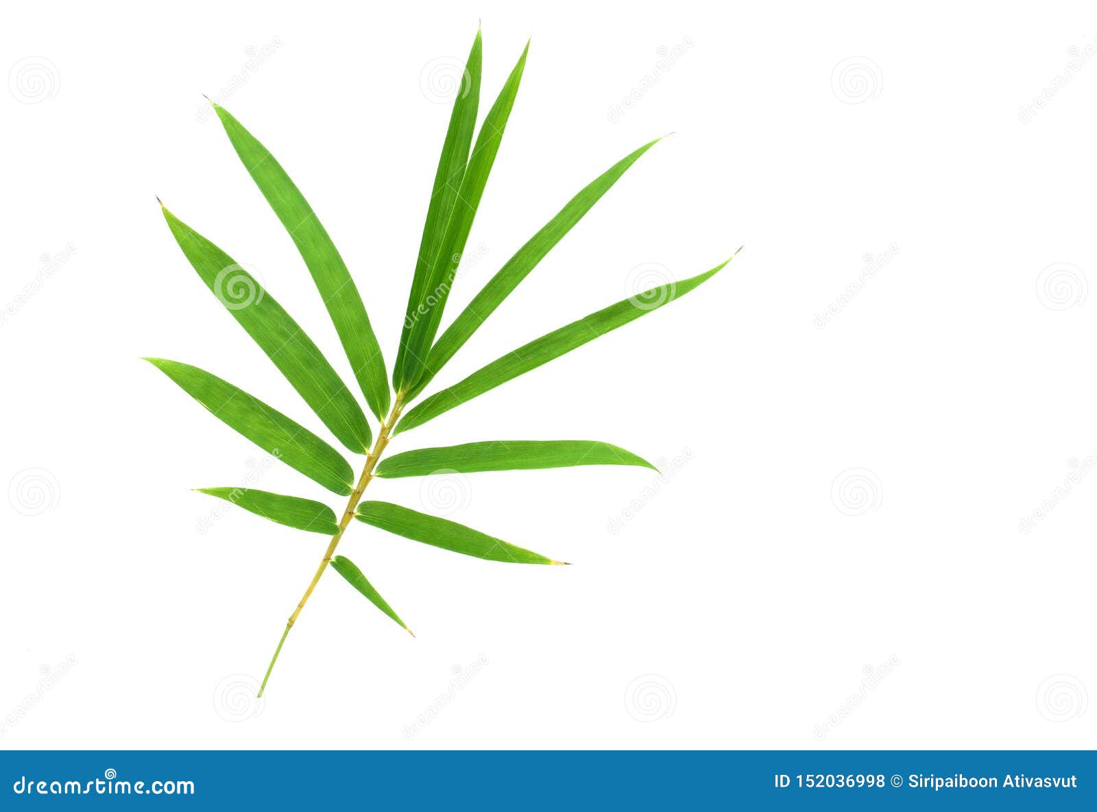 Bamboo leaf isolated stock photo. Image of bright, garden - 152036998
