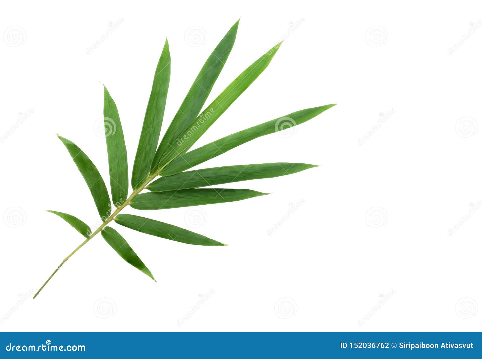 Bamboo leaf isolated stock photo. Image of copy, foliage - 152036762