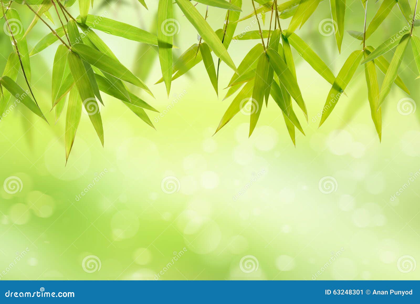 Bamboo Leaf and Light Soft Green Background Stock Image - Image of ...