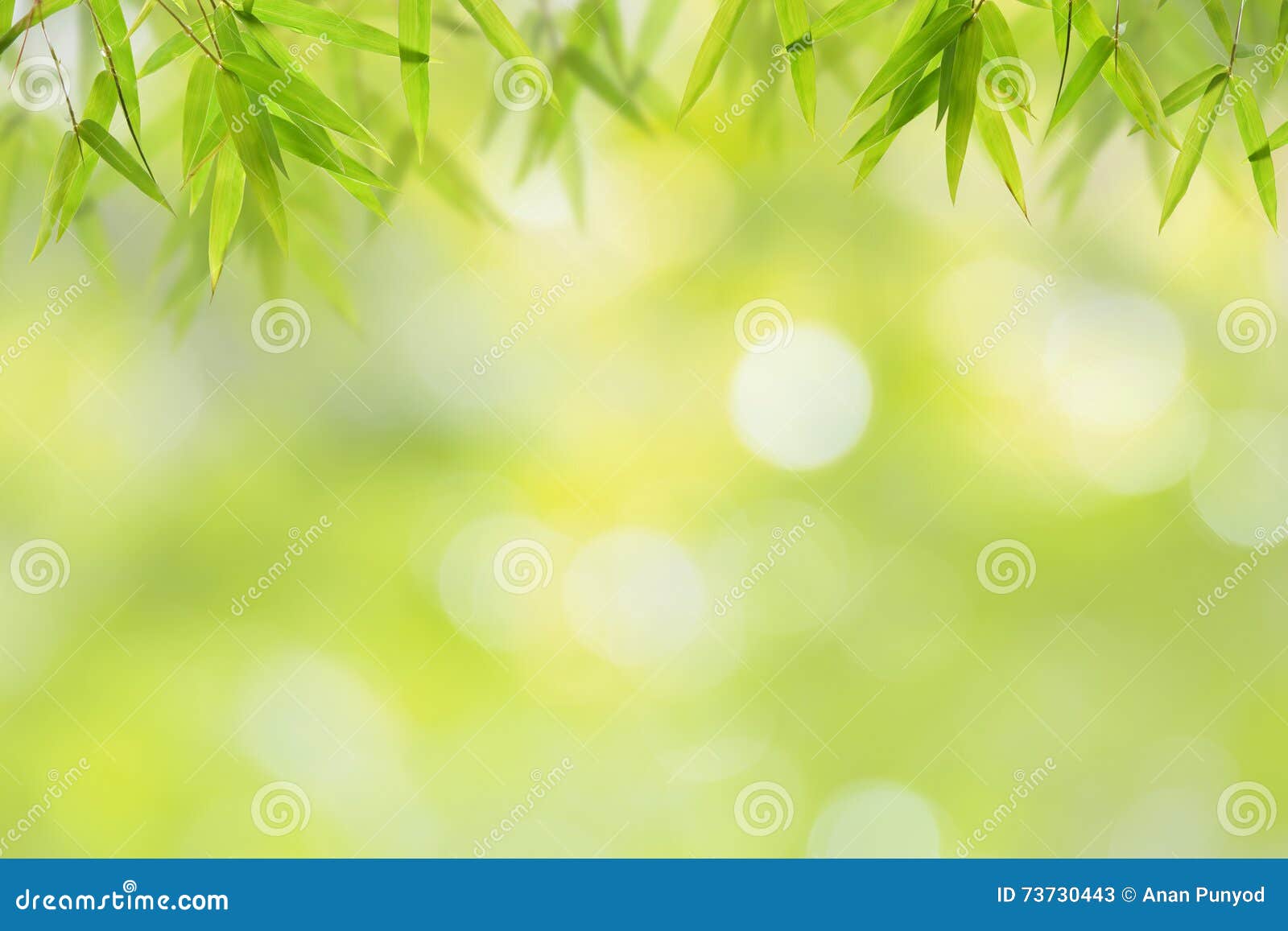 Soft Green Image Of Grass Blade Close-up With Blurred Green Background ...