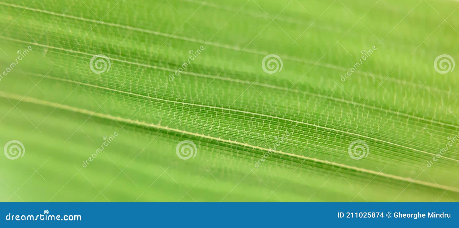 Bamboo Leaf Under a Microscope - Macro Photography. Selective Focus ...