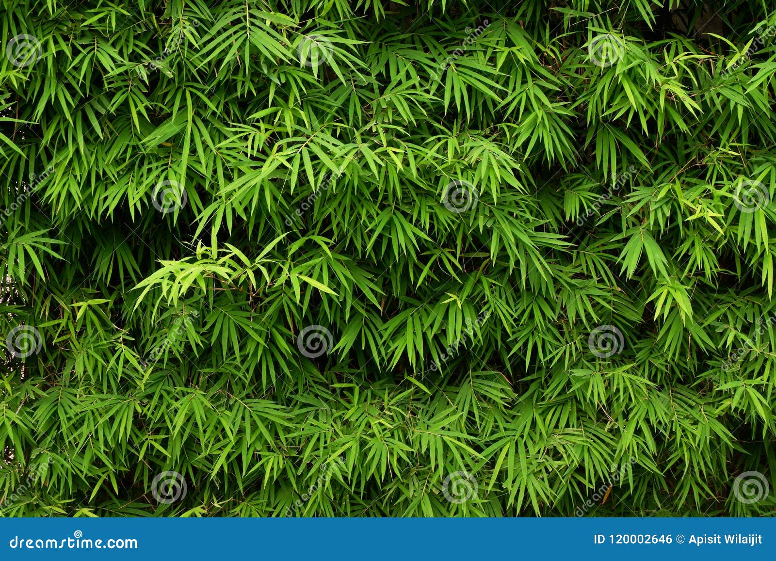 Bamboo Leafs Pattern for Background. Stock Photo - Image of flora ...