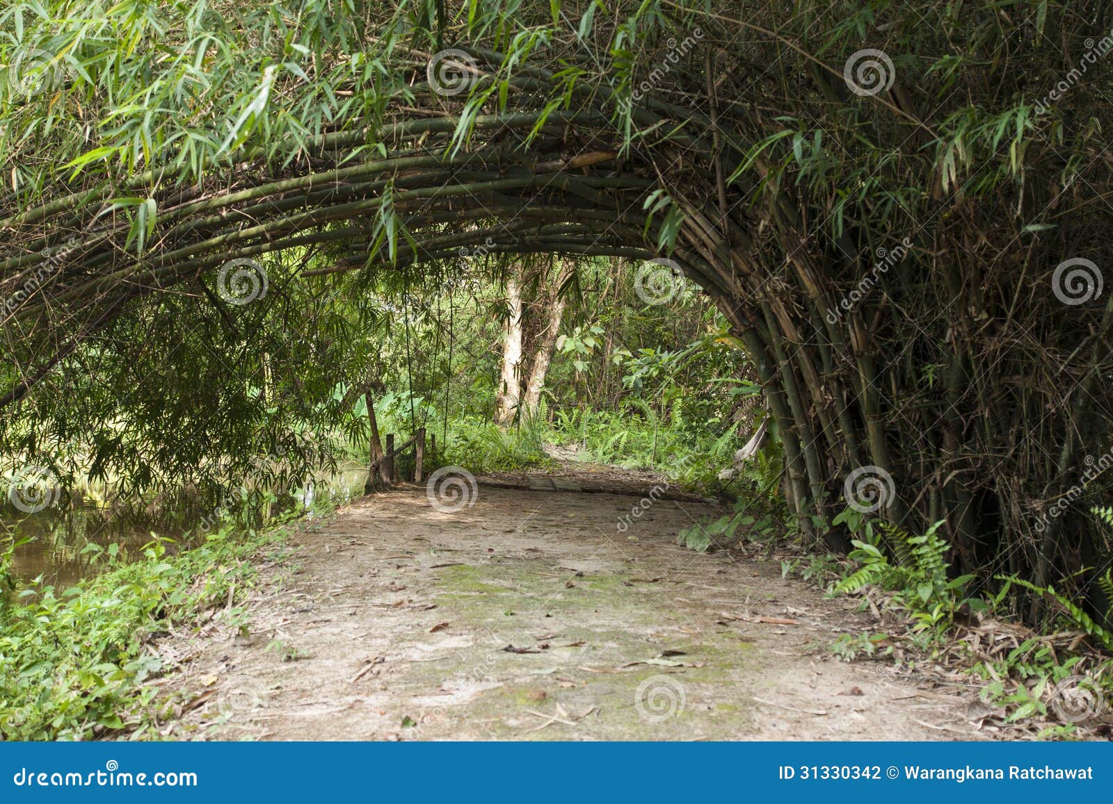 Bamboo stock photo. Image of flora, fengshui, culture - 31330342