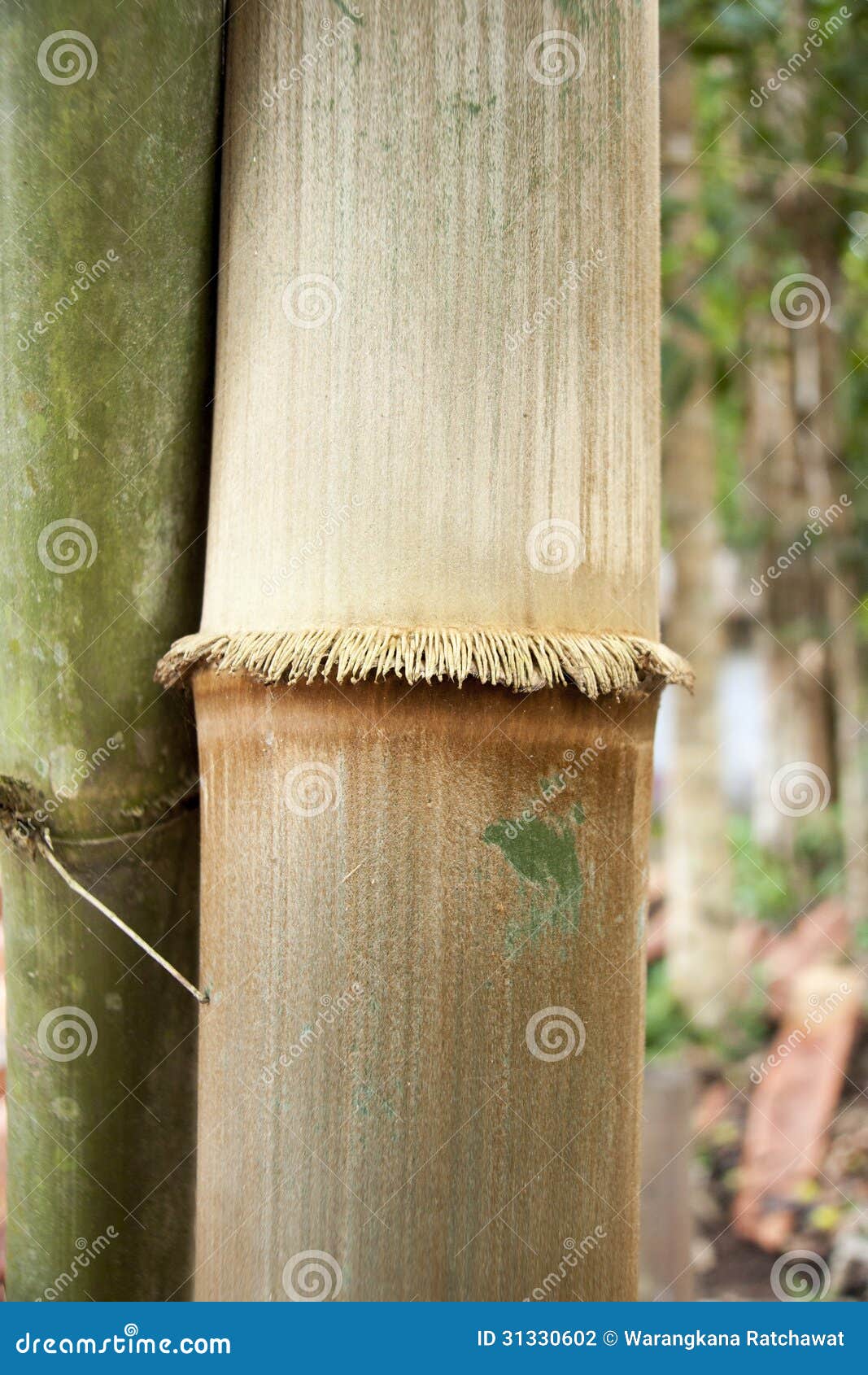 Bamboo stock photo. Image of japanese, branch, angle - 31330602