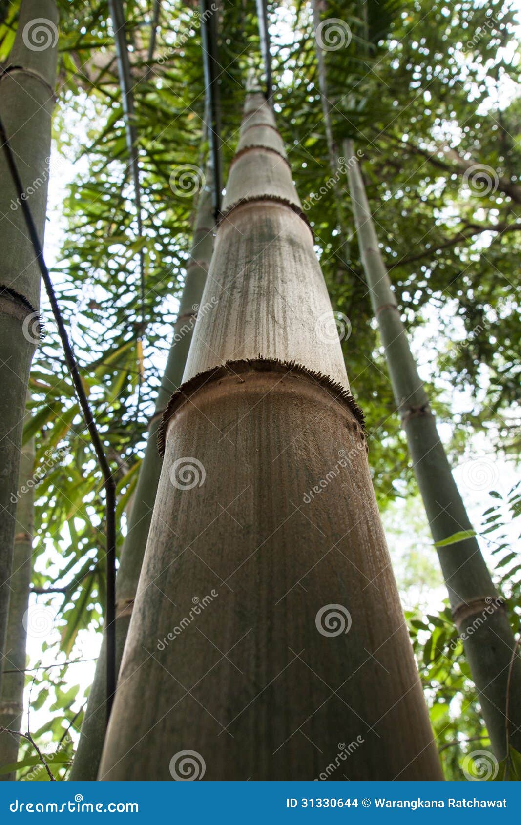 Bamboo stock photo. Image of green, fengshui, japanese - 31330644
