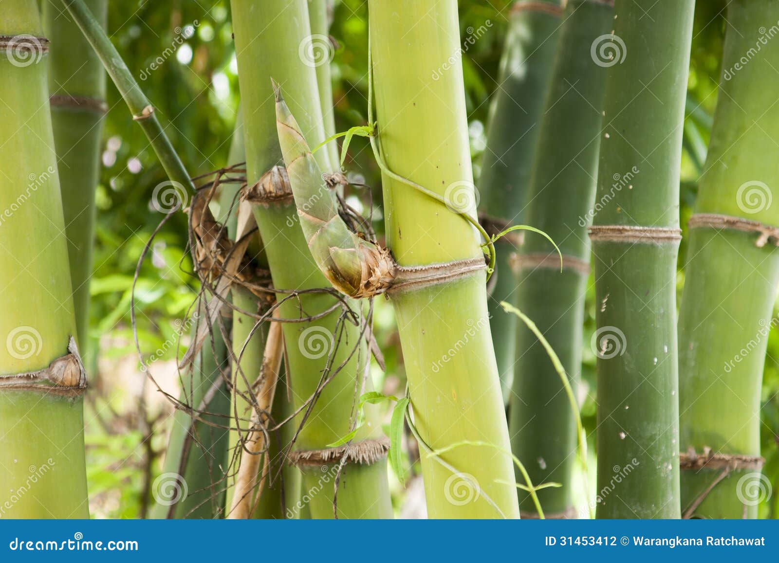 Bamboo stock photo. Image of angle, lush, grove, bamboo - 31453412