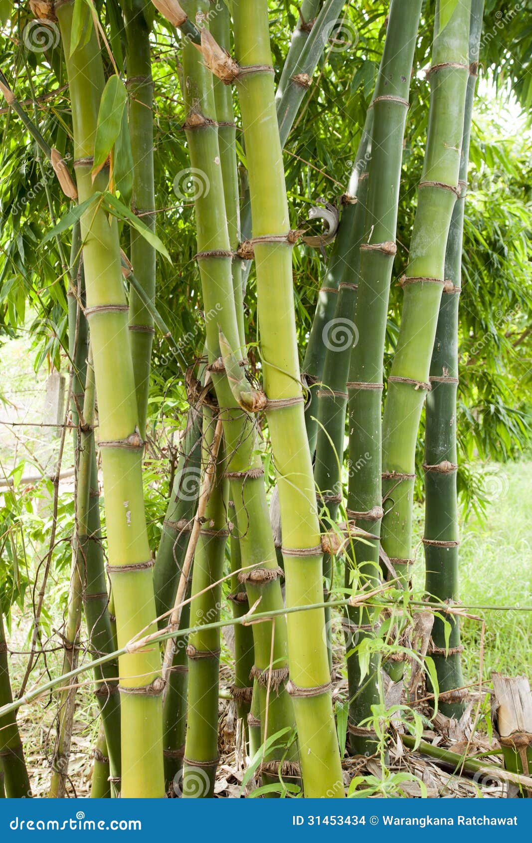 Bamboo stock photo. Image of growth, beauty, garden, china - 31453434