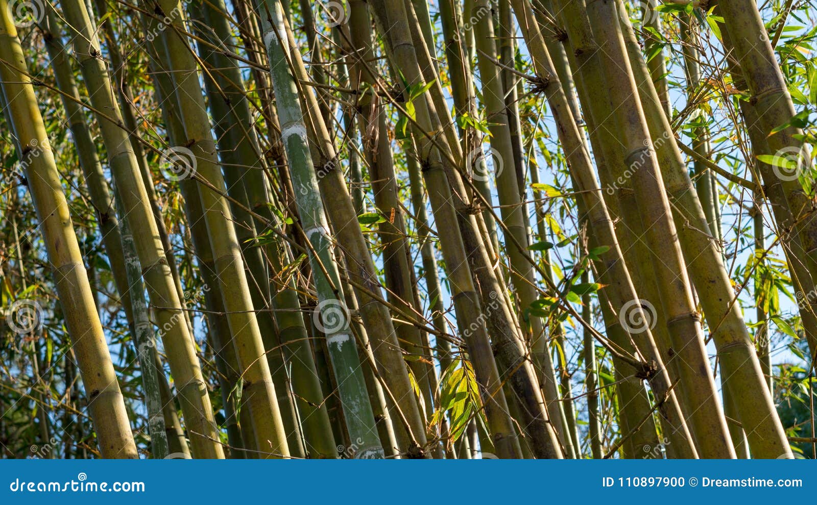 Bamboo Leans To the Left with Sun on the Right Stock Photo - Image of ...