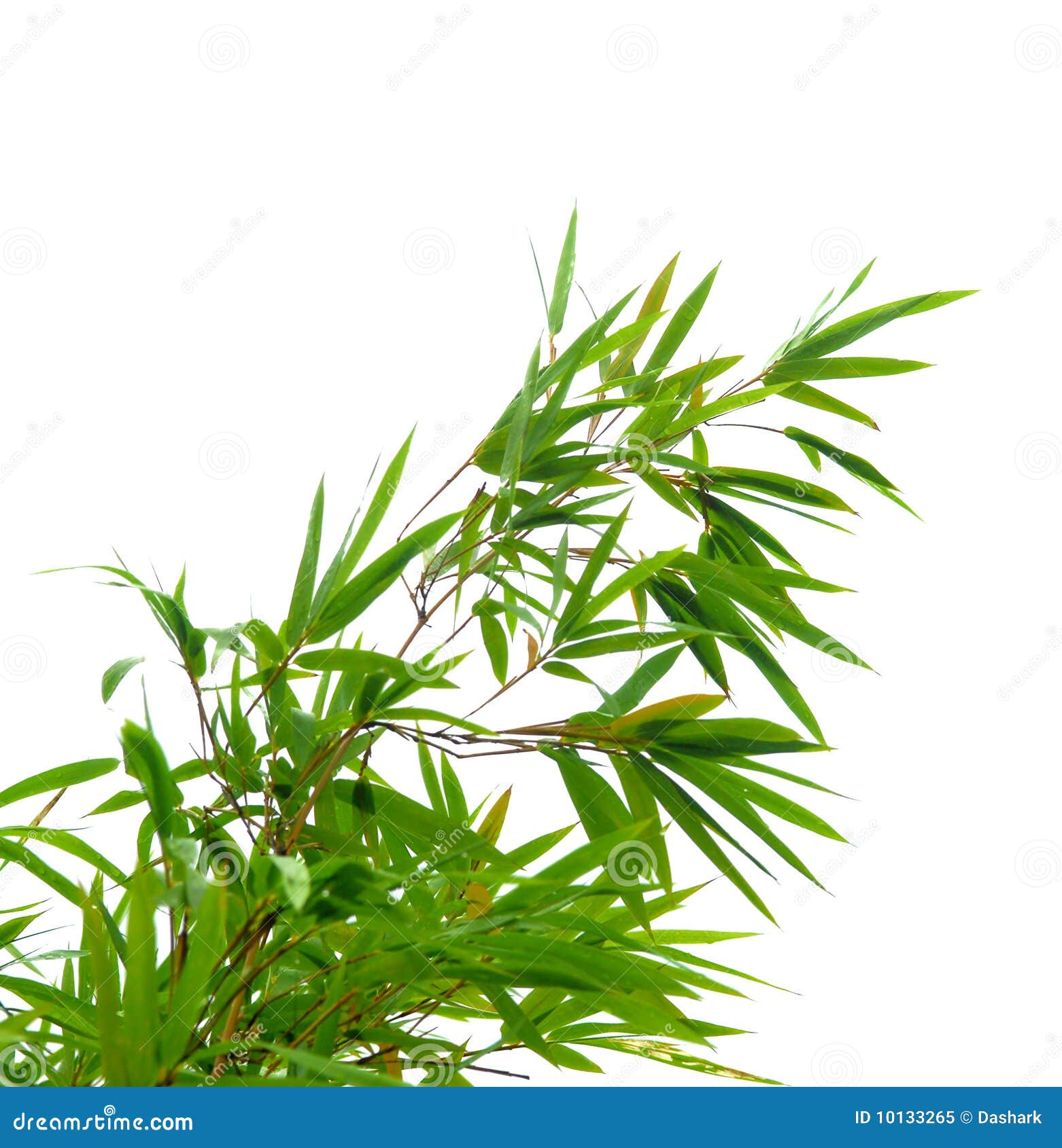 Bamboo leaves stock image. Image of growth, purity, green - 10133265