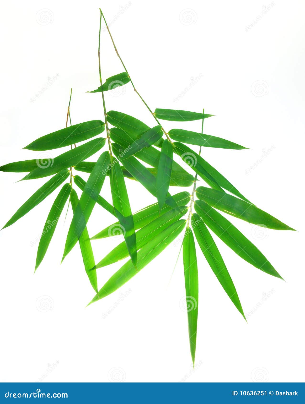 Bamboo leaves stock image. Image of luck, peace, biology - 10636251
