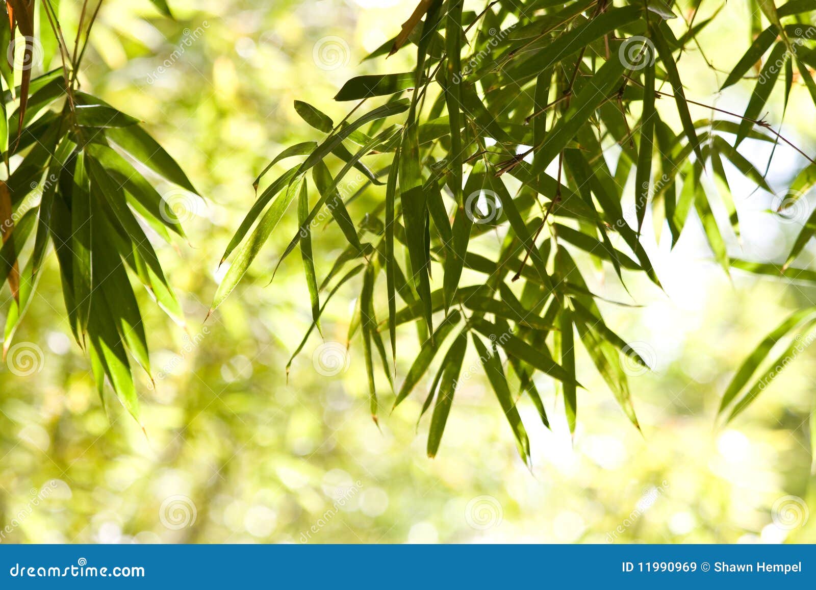 Bamboo leaves stock image. Image of chinese, asia, asian - 11990969