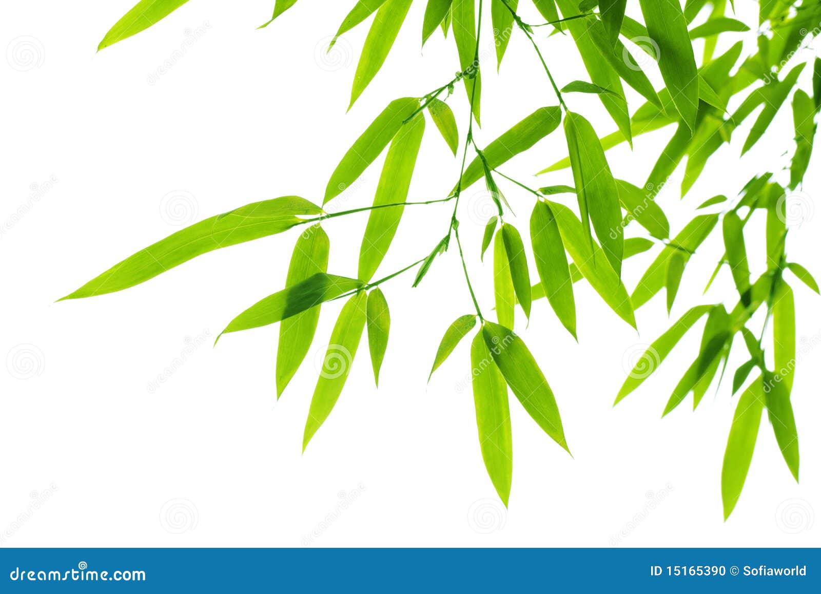 Bamboo Leaves. Bambusa Tulda, Or Indian Timber Bamboo, Is Considered To ...