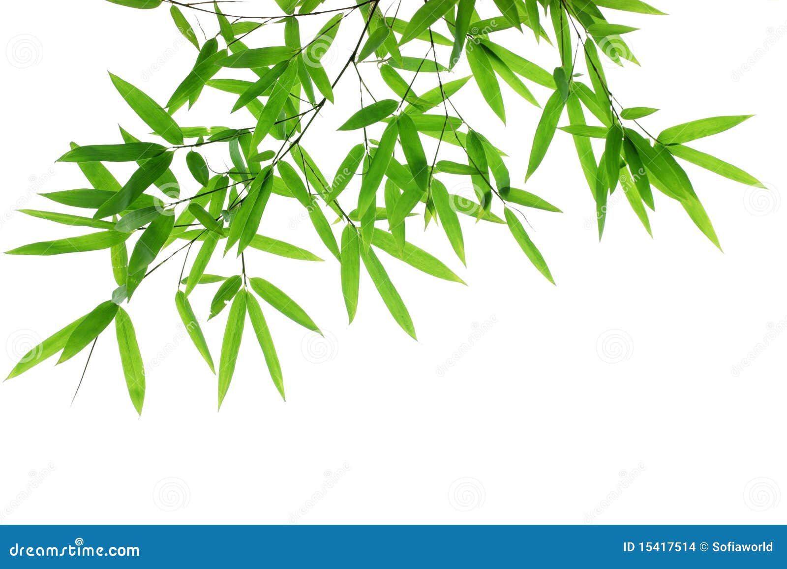 Bamboo leaves stock photo. Image of oriental, asian, bamboo - 15417514