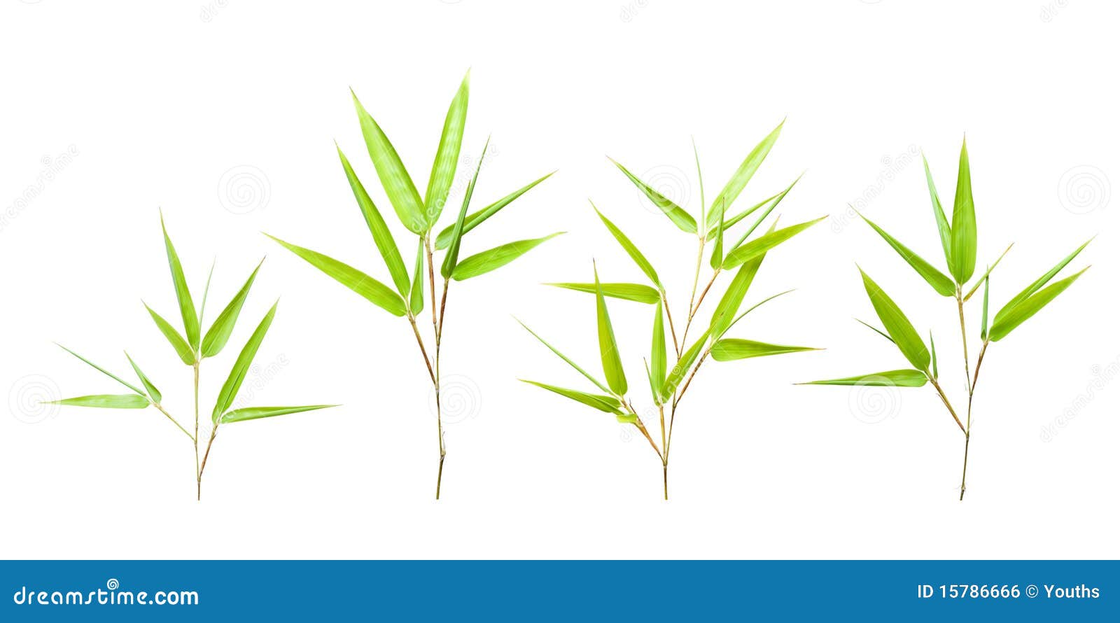 Bamboo Leaves. Bambusa Tulda, Or Indian Timber Bamboo, Is Considered To ...