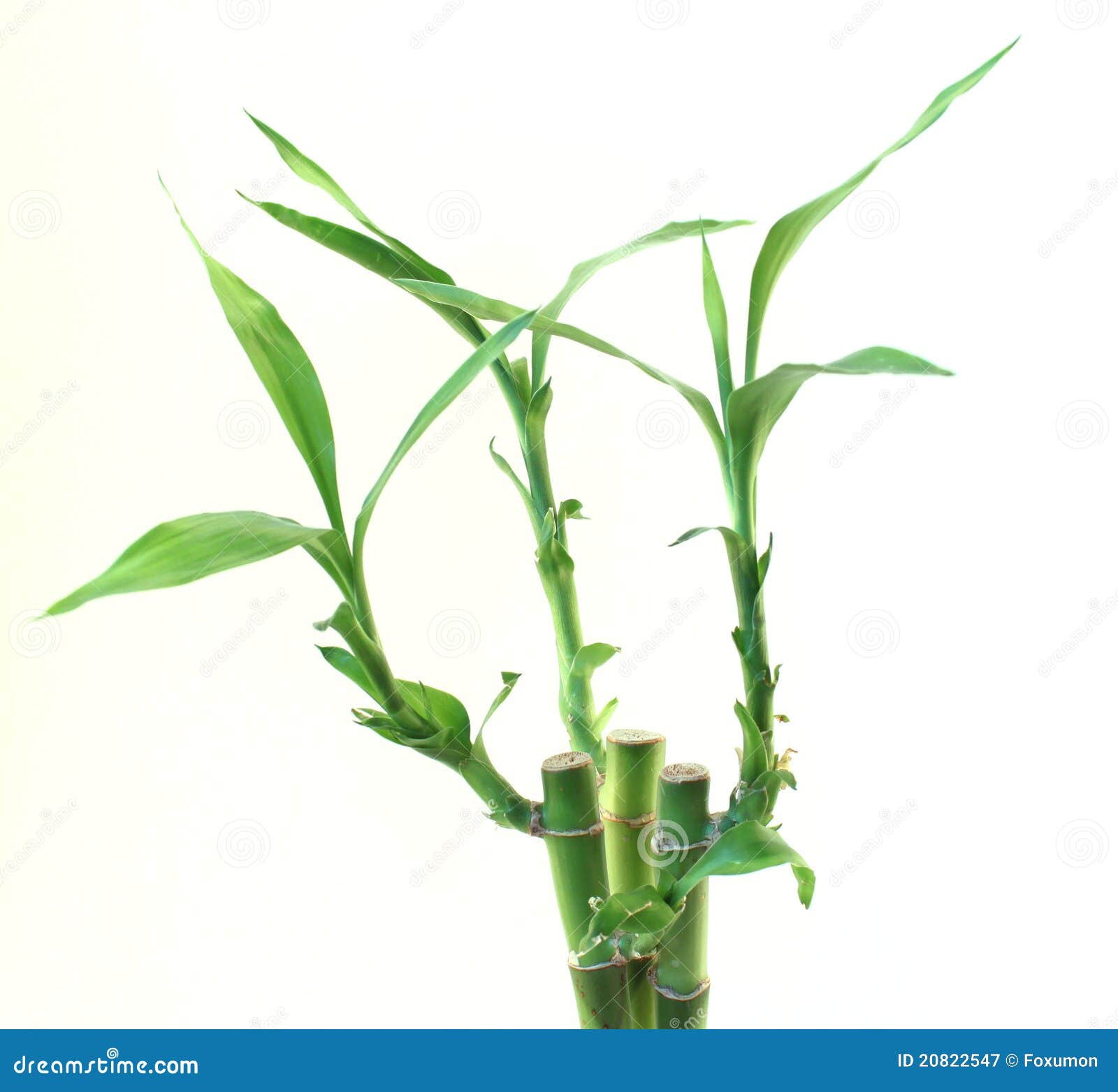 Bamboo Leaves stock image. Image of asian, green, chinese - 20822547