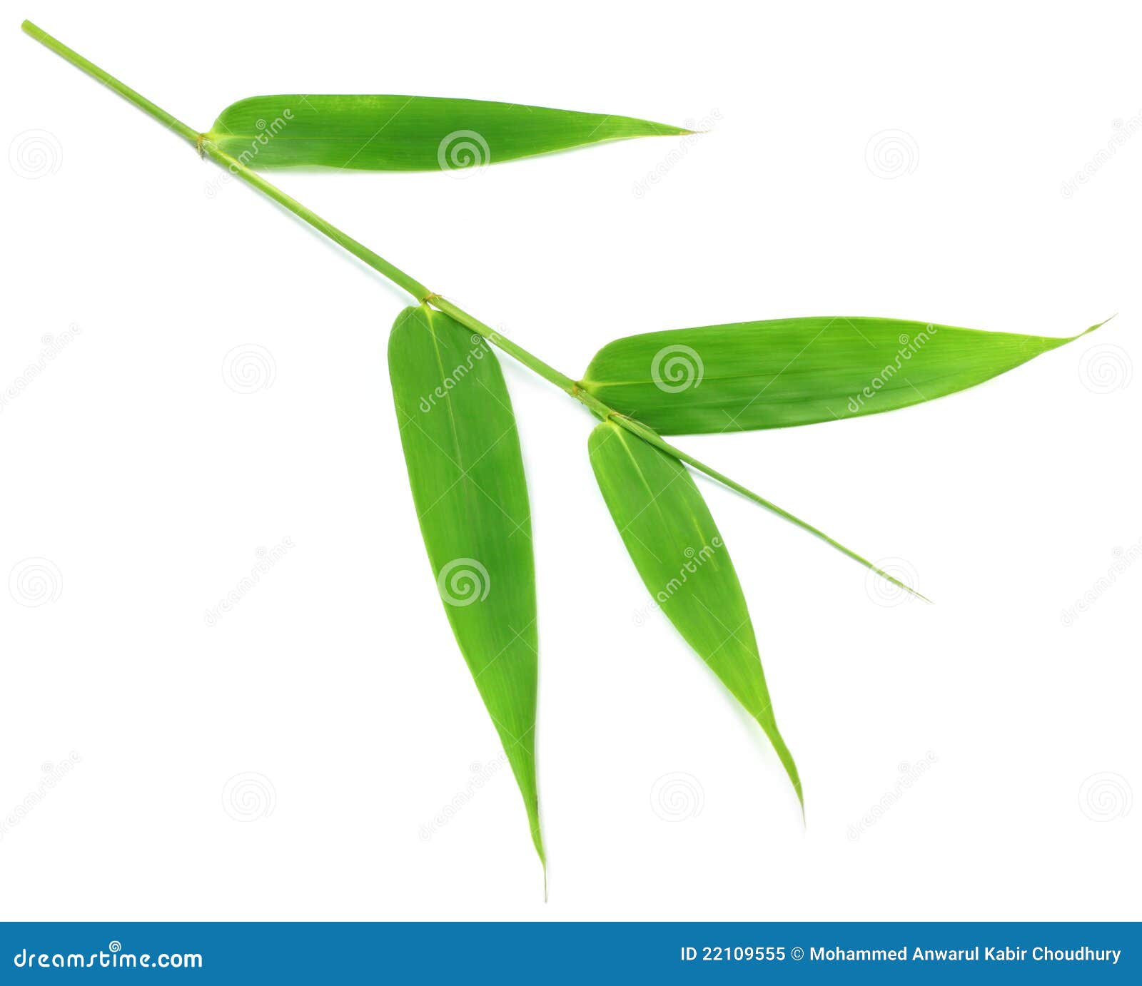 Bamboo leaves stock image. Image of asian, plants, vibrant - 22109555