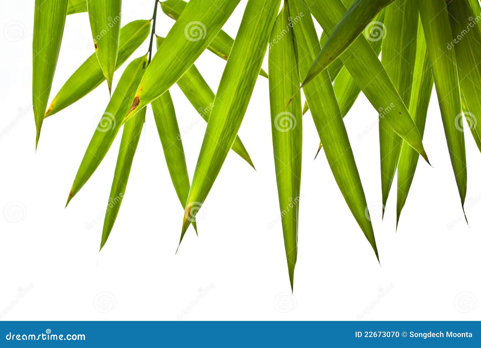 Bamboo leaves stock photo. Image of twigs, casing, white - 22673070