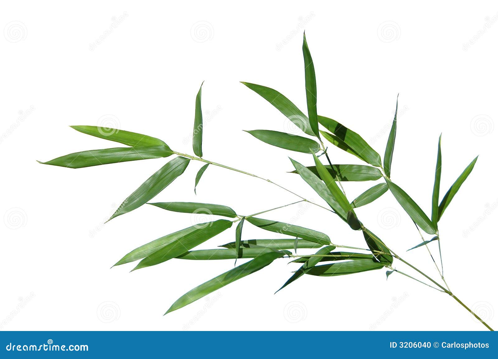 Bamboo leaves stock photo. Image of bamboo, grass, leaves - 3206040