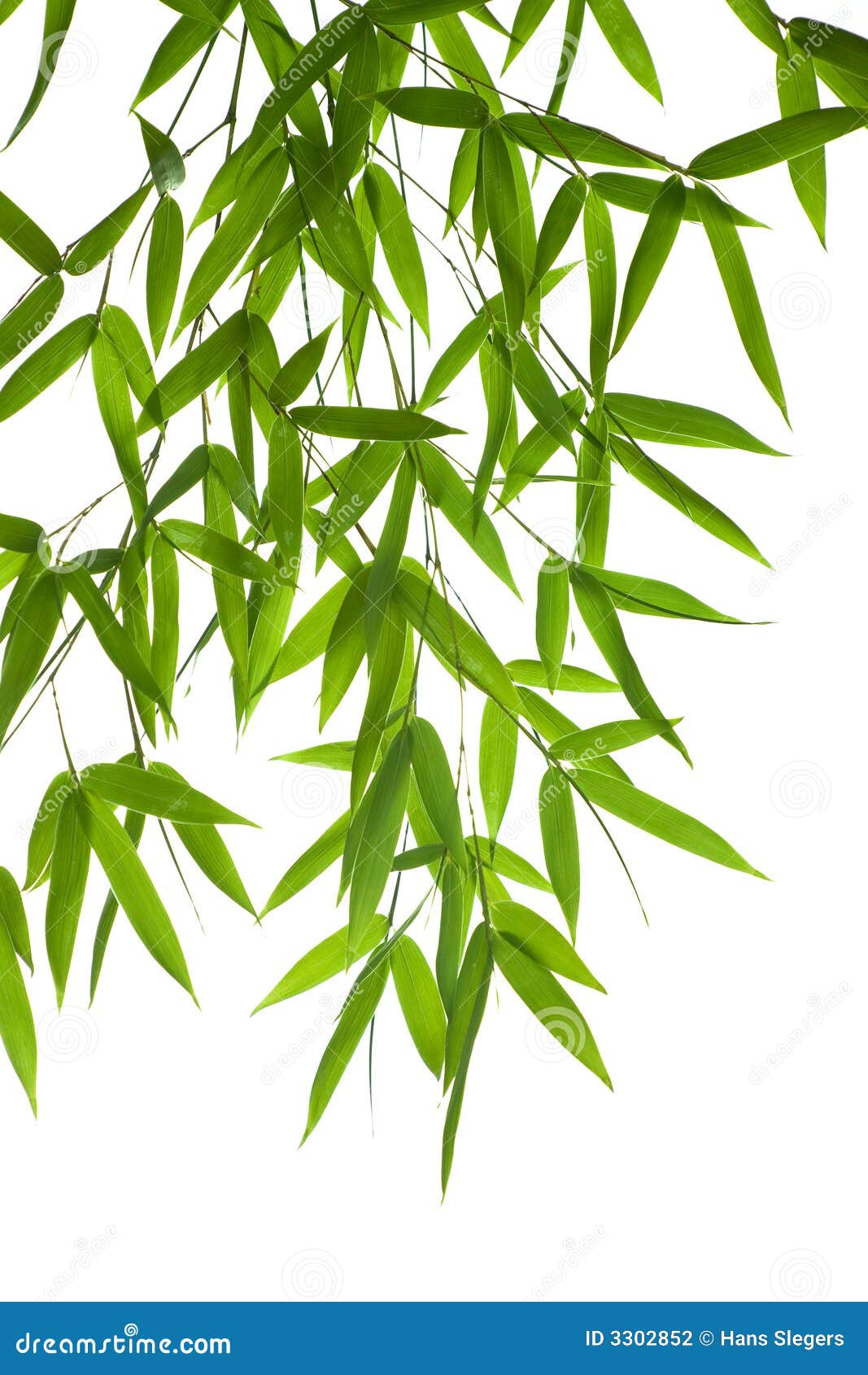 Bamboo- Leaves Stock Photography - Image: 3302852