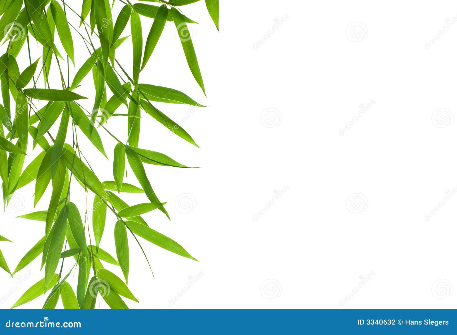 Bamboo Leaves. Bambusa Tulda, Or Indian Timber Bamboo, Is Considered To ...