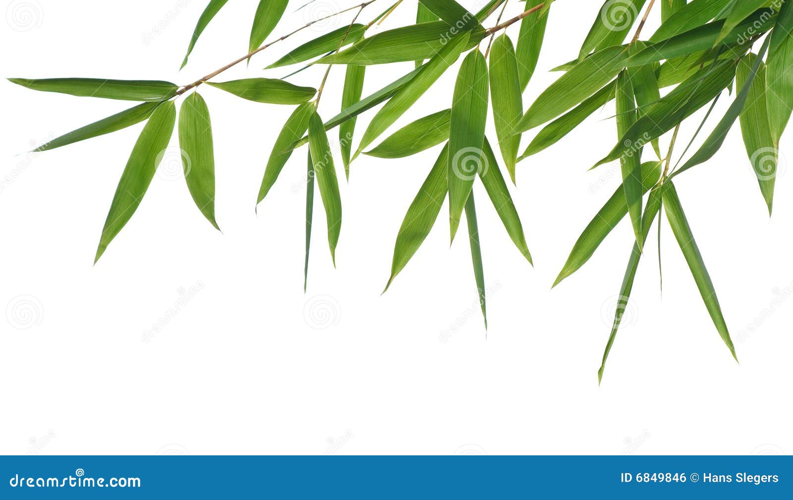 Bamboo- leaves stock photo. Image of twigs, nature, copy - 6849846