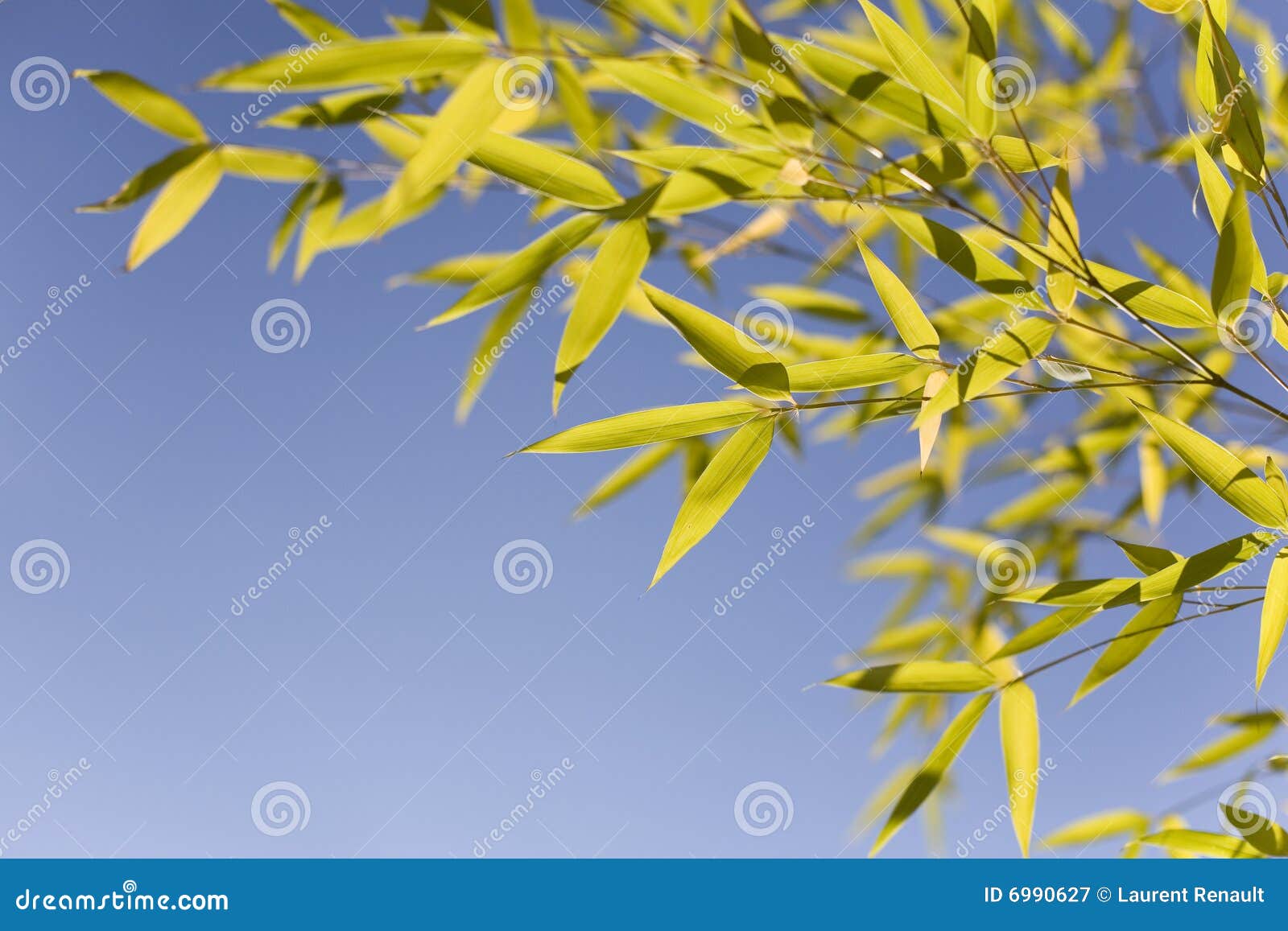 Bamboo leaves stock image. Image of asia, spring, blurred - 6990627