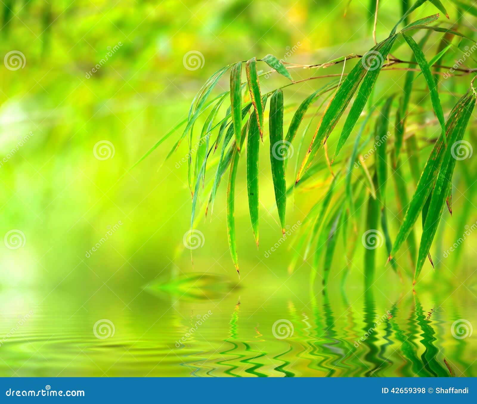 Bamboo leaves stock photo. Image of garden, color, gardening - 42659398