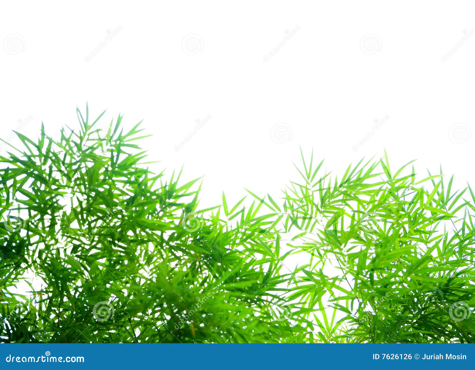 Bamboo Leaves Against White Background Stock Photo - Image of gardening ...