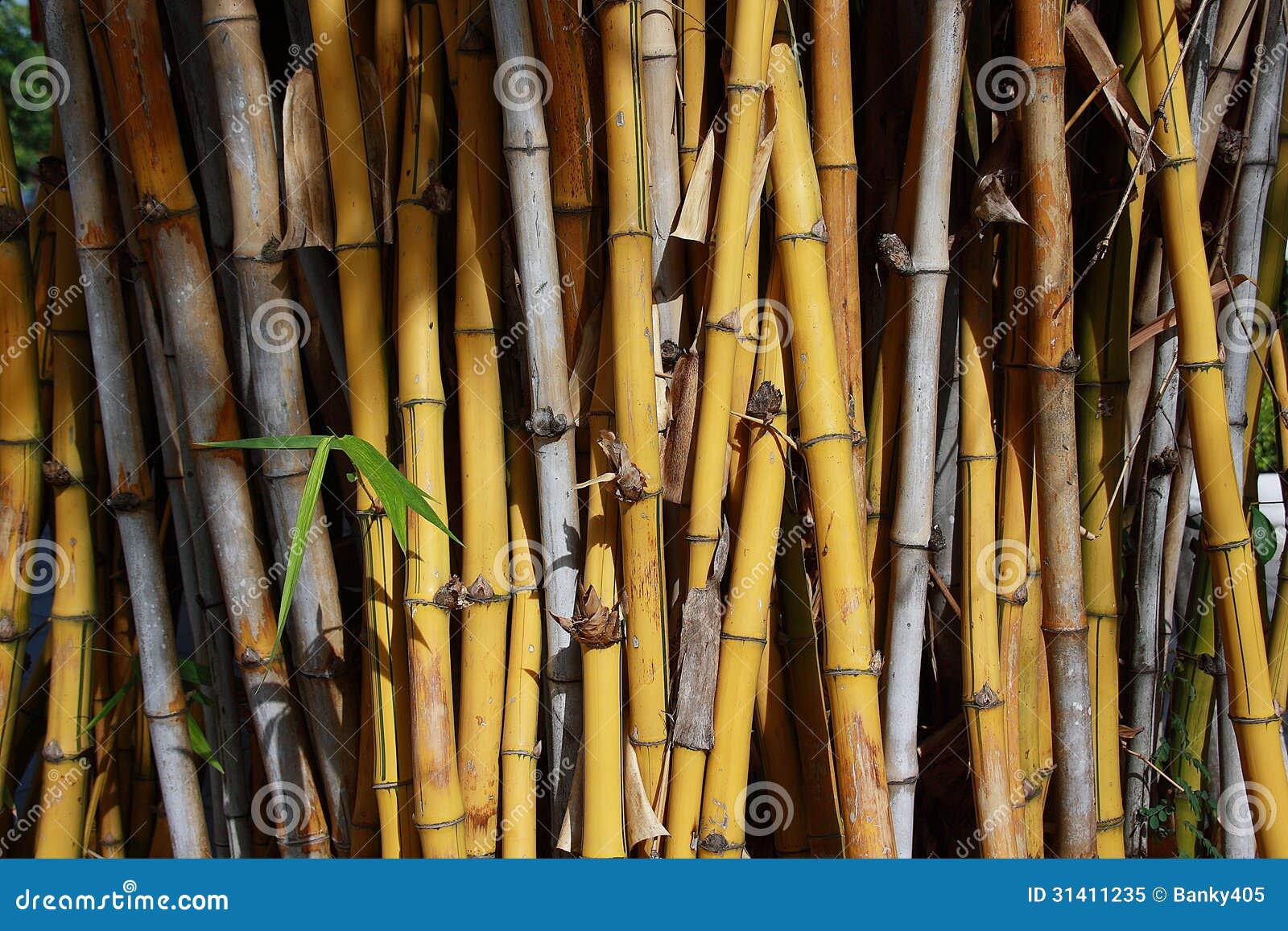 Bamboo stock image. Image of pain, background, bang, summer - 31411235