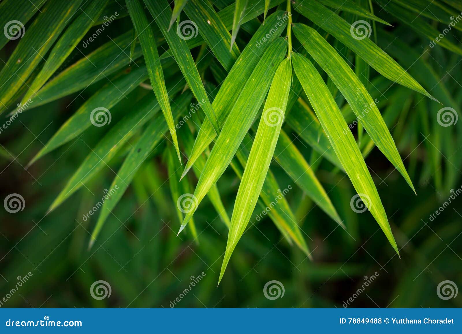 Bamboo leaves background stock photo. Image of nature - 78849488