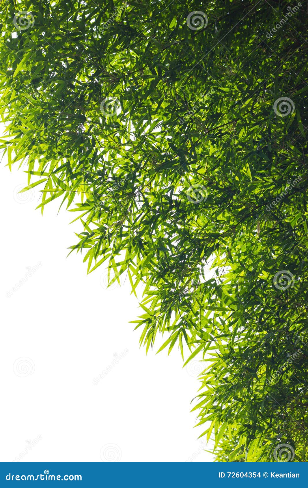 Bamboo leaves backlit. stock photo. Image of decoration - 72604354