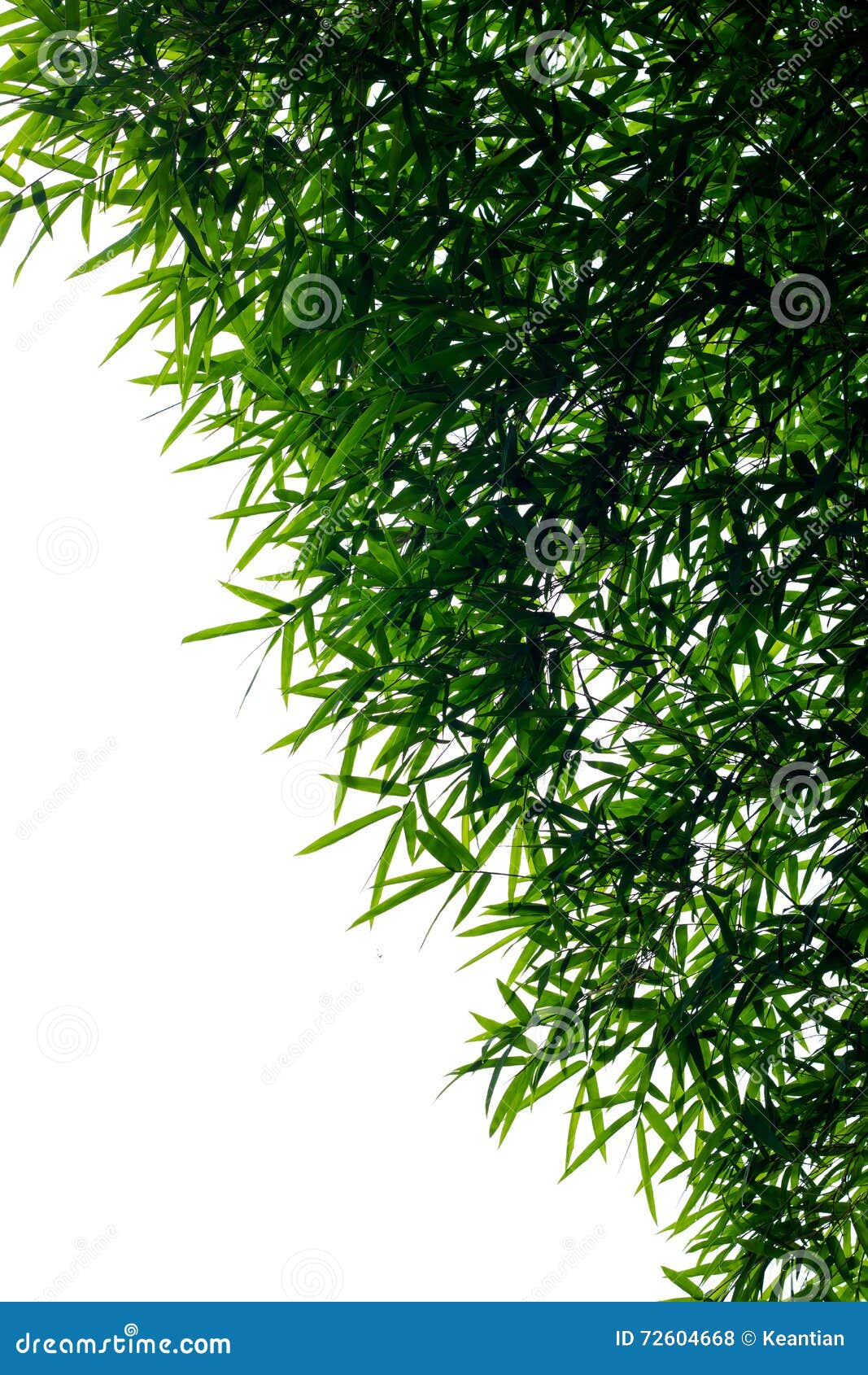 Bamboo leaves backlit. stock photo. Image of light, leaves - 72604668