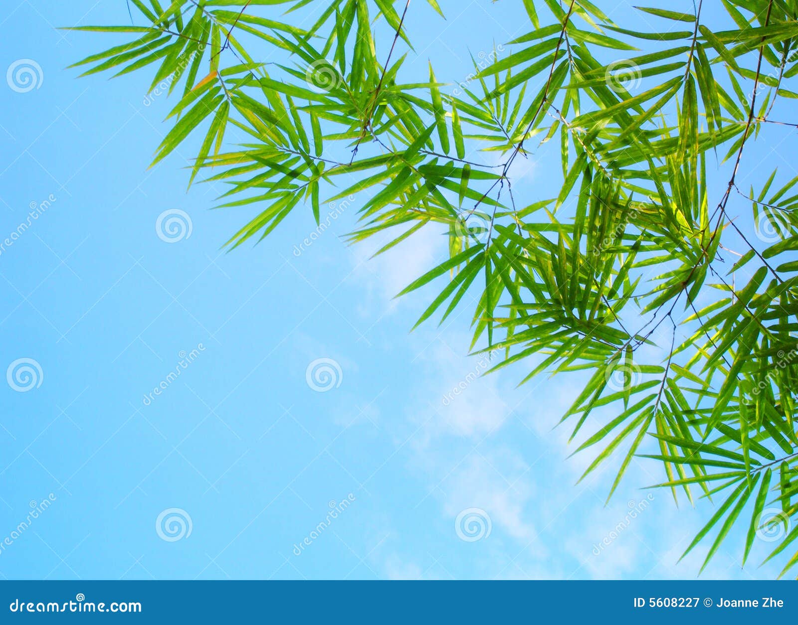 Bamboo leaves blue sky stock image. Image of boarders - 5608227