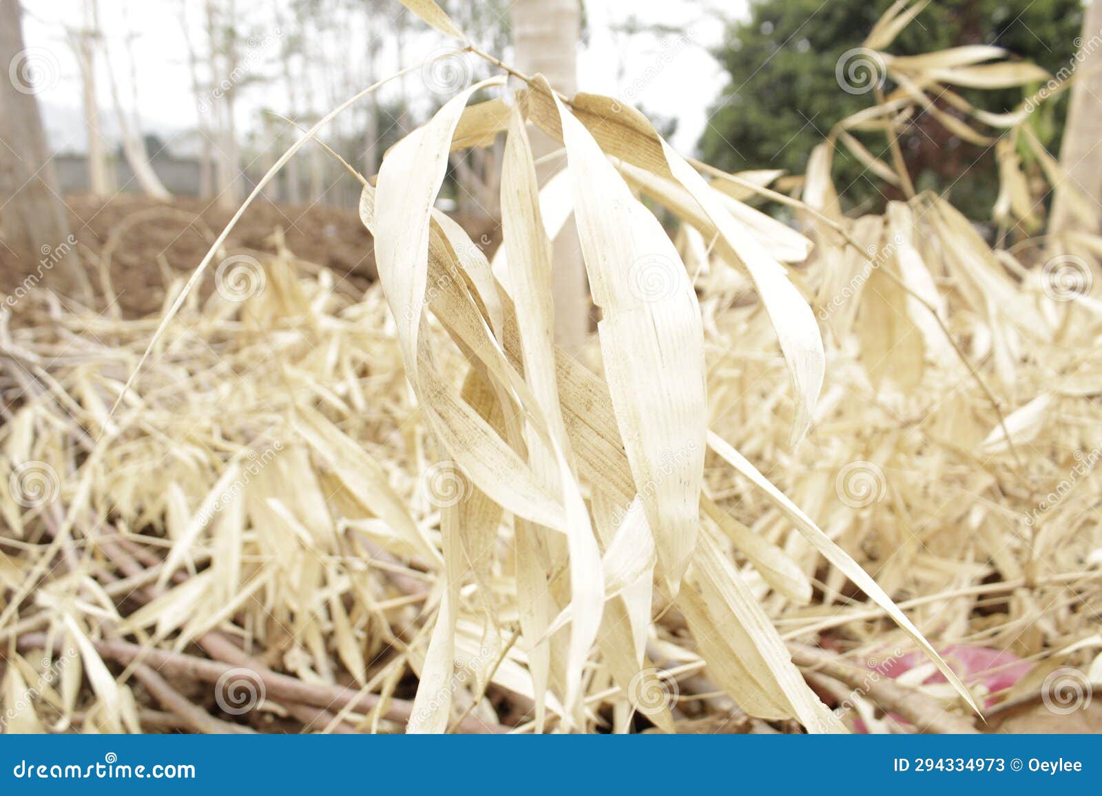 Bamboo Leaves Dry in the Drought Stock Image - Image of plant, branch ...