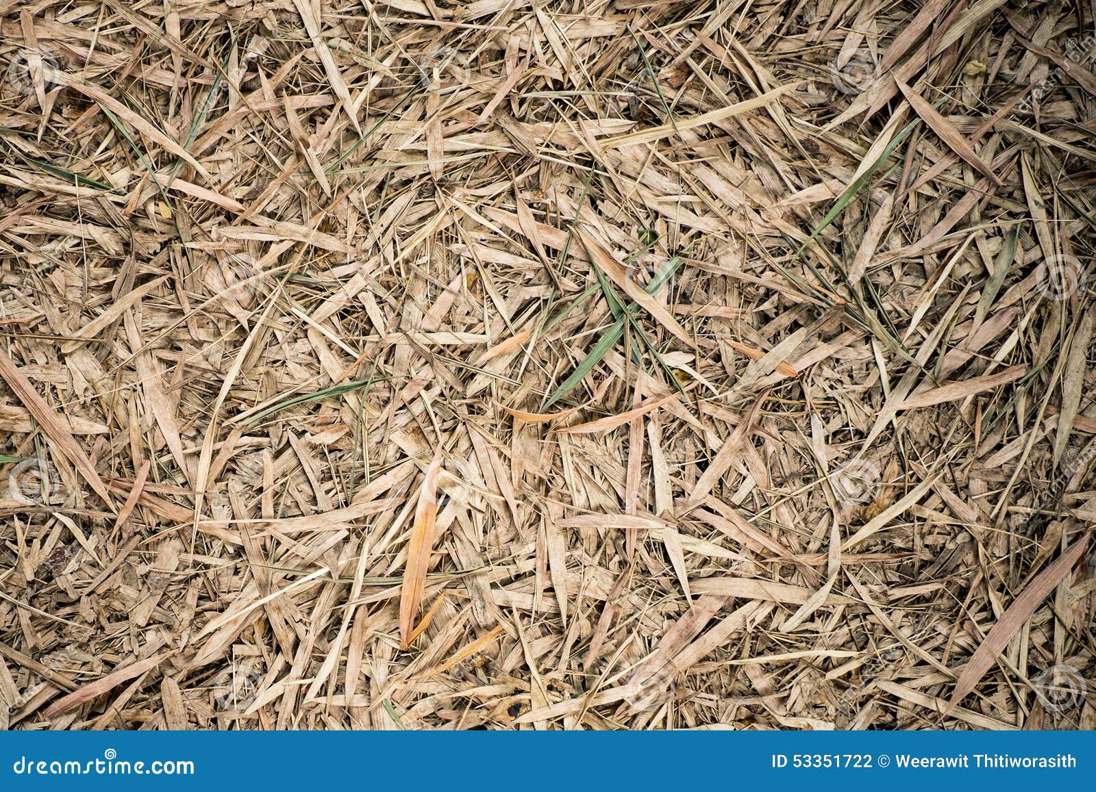 Bamboo Leaves Fall on Ground As Background Stock Photo - Image of brown ...