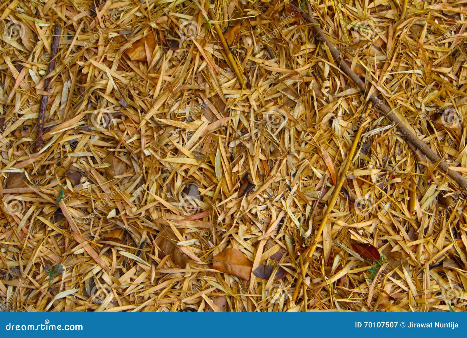 Bamboo Leaves Fall on the Ground Stock Image - Image of pattern, bamboo ...