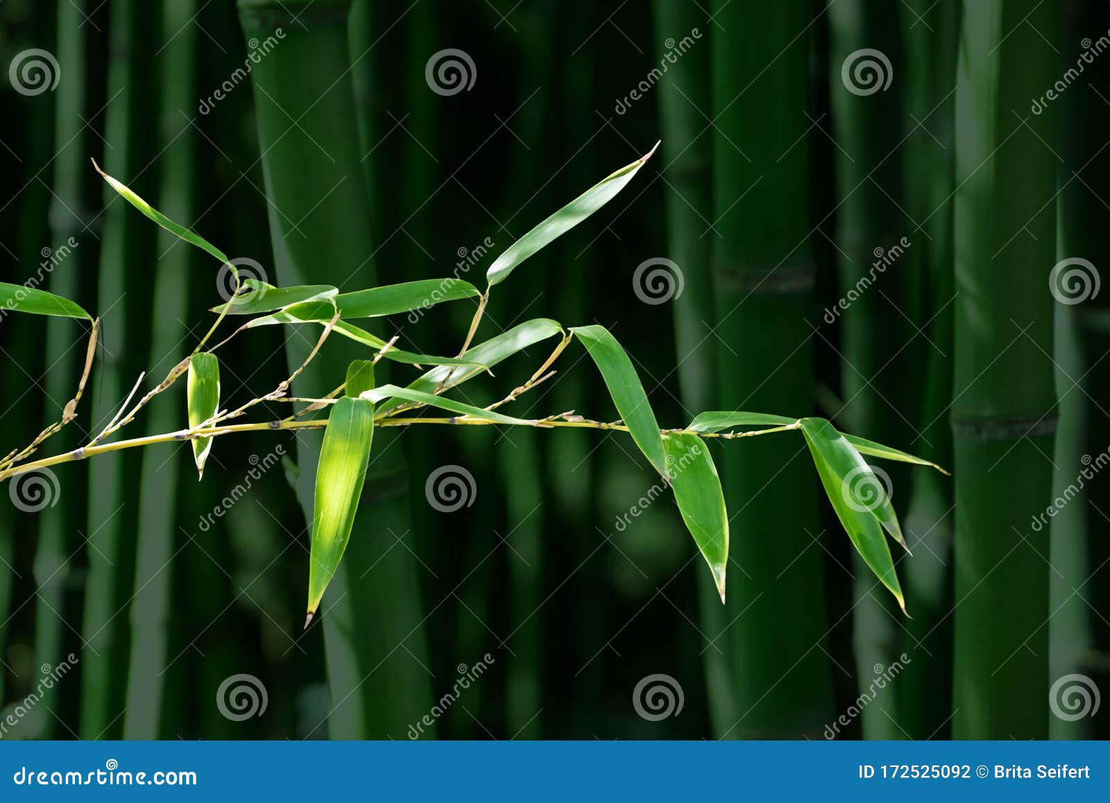 Bamboo Leaves in a Bamboo Forest,Green Nature Background Stock Photo ... Bamboo Leaves in a Bamboo Forest,Green Nature Background Stock Photo ...