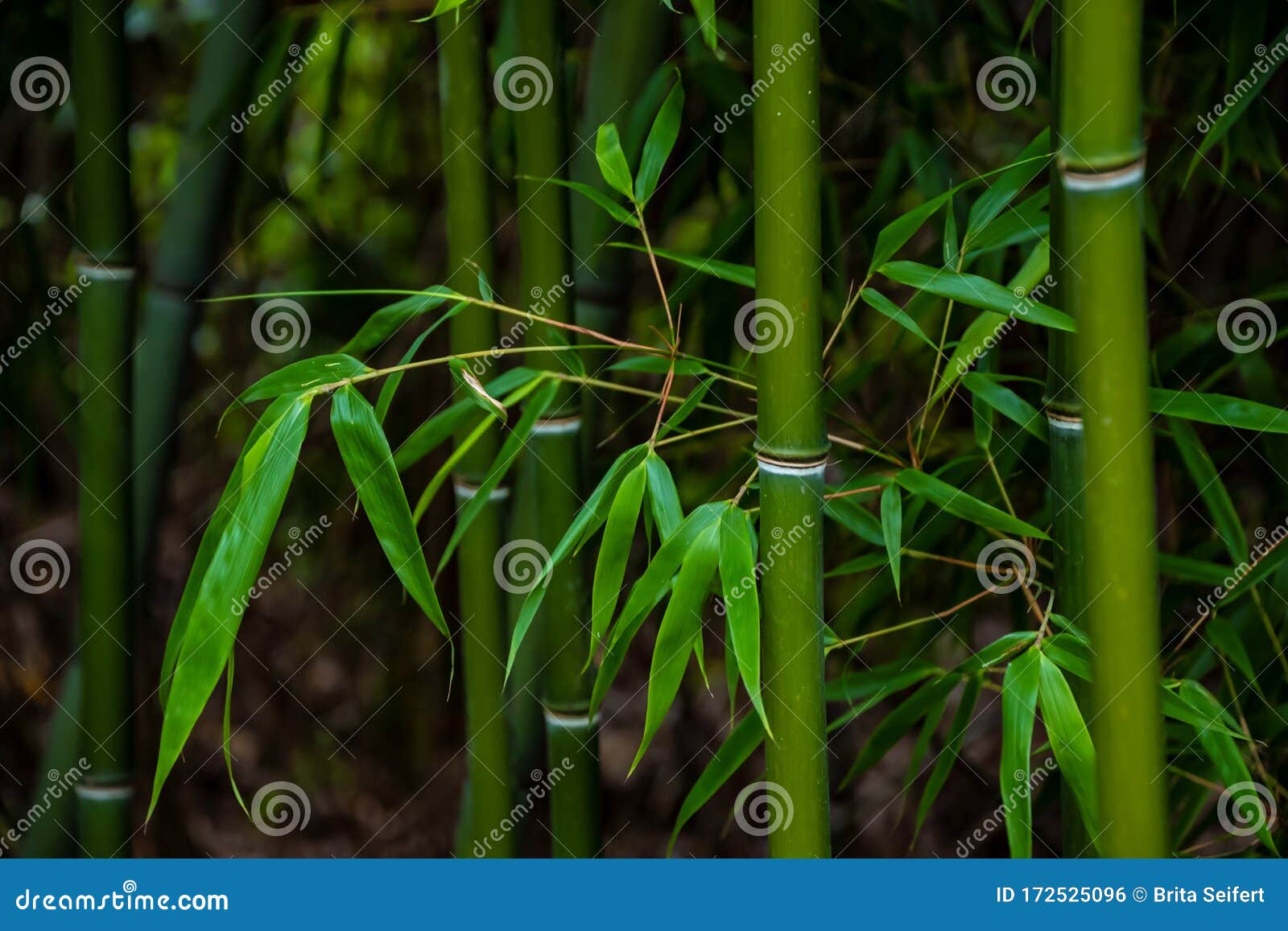 Bamboo Leaves in a Bamboo Forest,Green Nature Background Stock Photo ... Bamboo Leaves in a Bamboo Forest,Green Nature Background Stock Photo ...