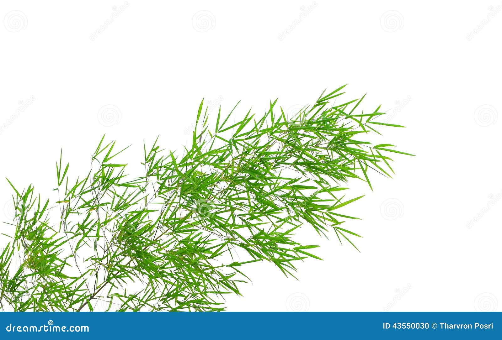 Bamboo Leaves Isolated on White Background Stock Photo - Image of ...