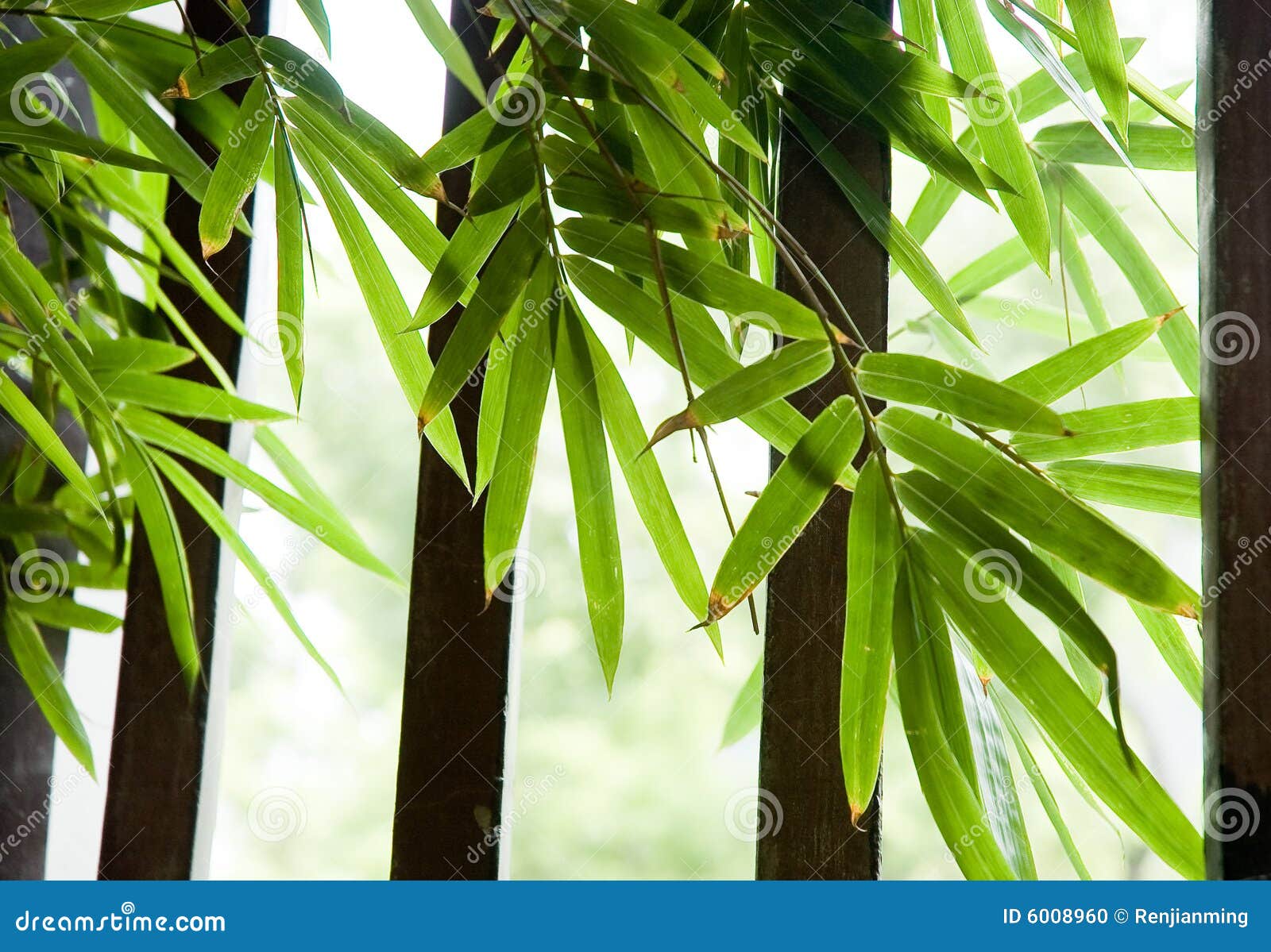 Bamboo leaves near window stock photo. Image of green - 6008960