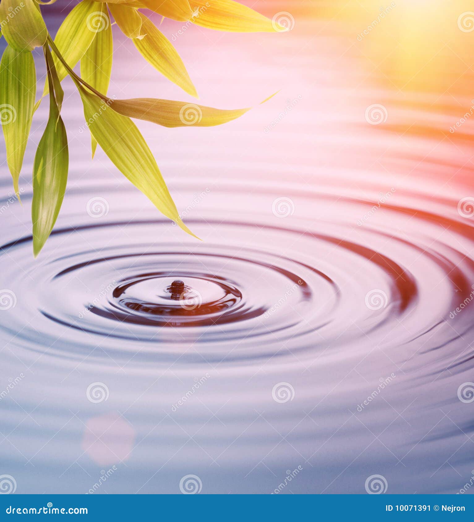 Bamboo leaves over water stock image. Image of leaf, floral - 10071391