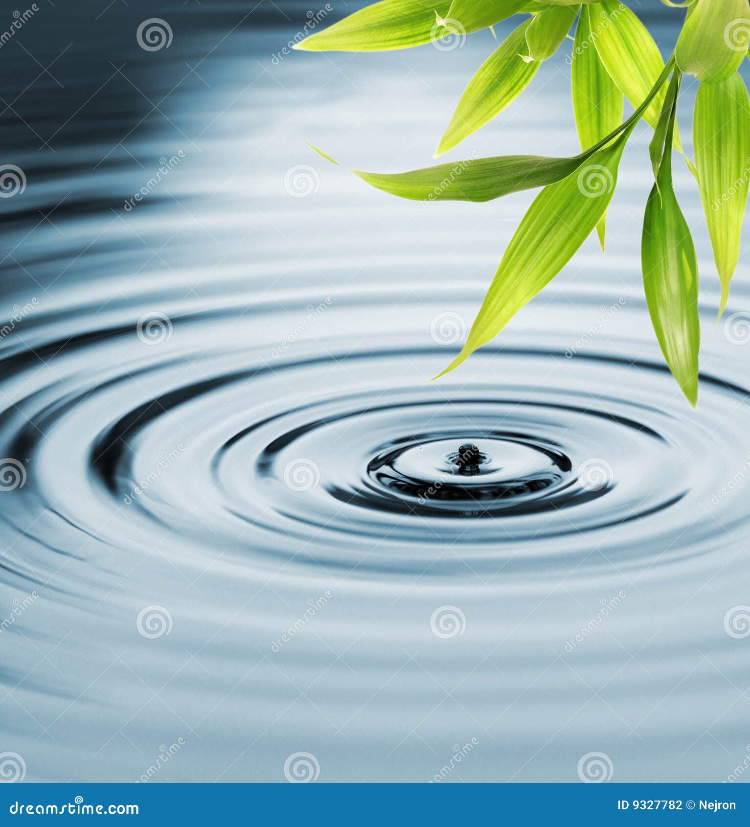 Bamboo leaves over water stock photo. Image of floral - 9327782