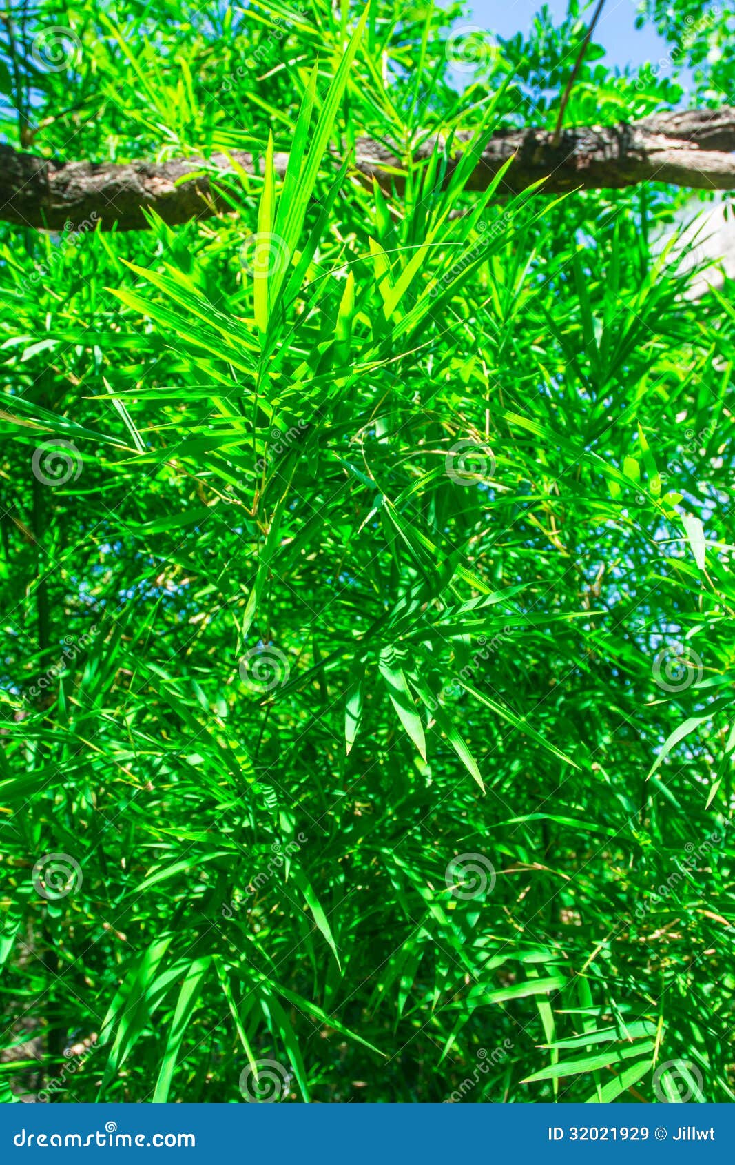 Bamboo Leaves Pattern at Sunshade Stock Image - Image of color, display ...