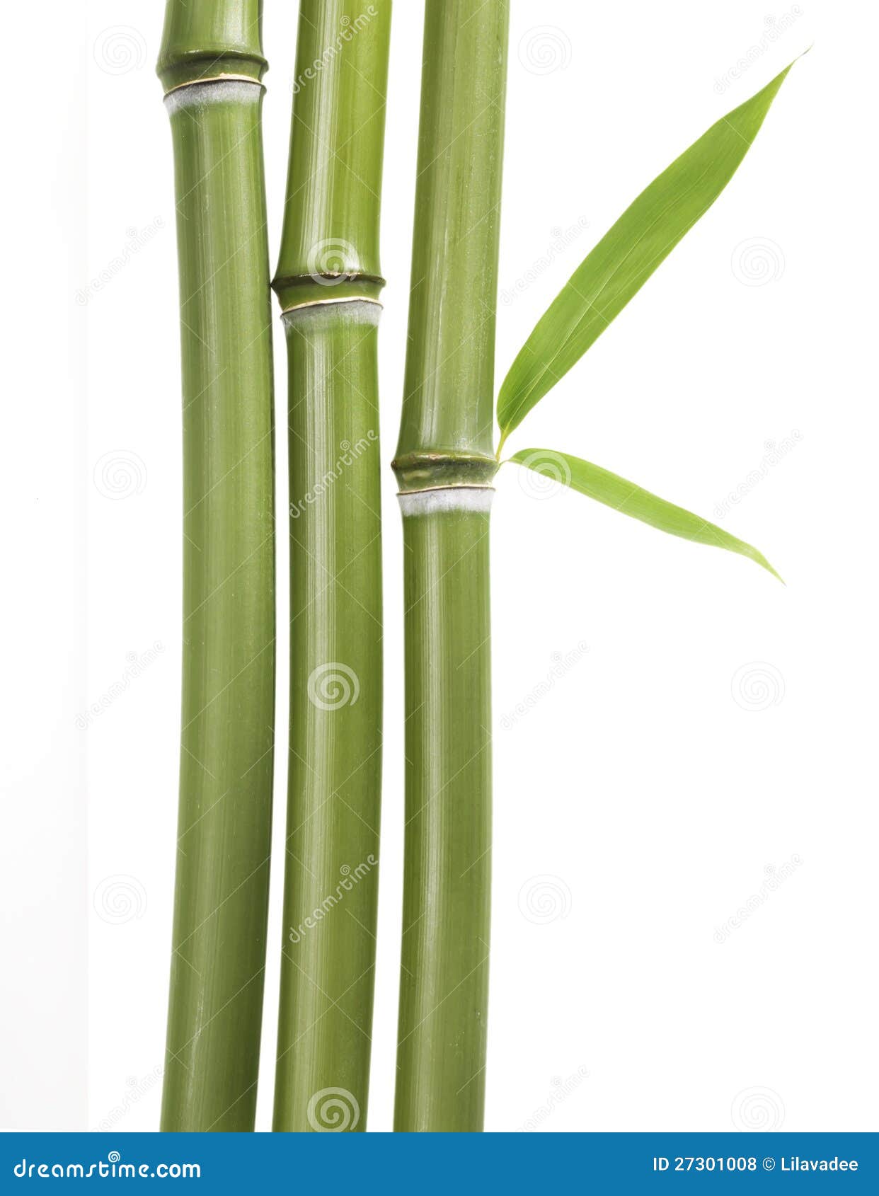 Bamboo leaves and stalks stock photo. Image of care, macro - 27301008
