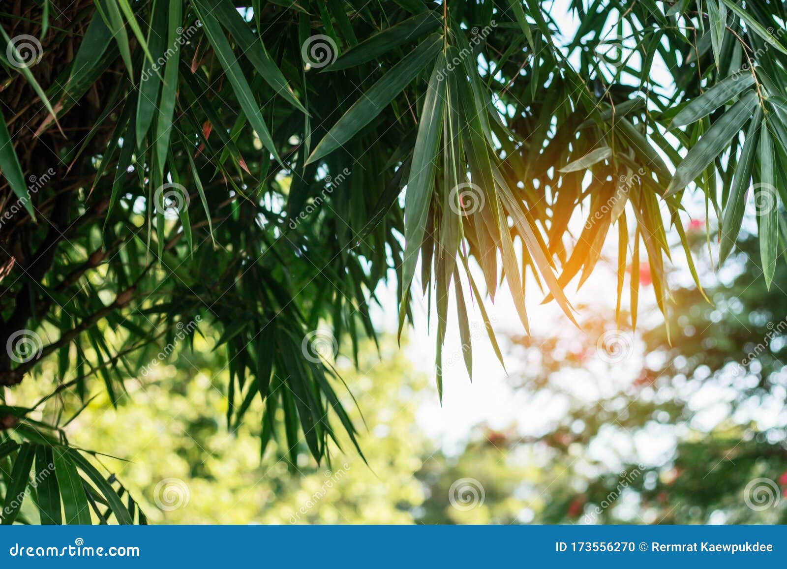 Bamboo Leaves with Sun Shines Stock Photo - Image of branch, light ...