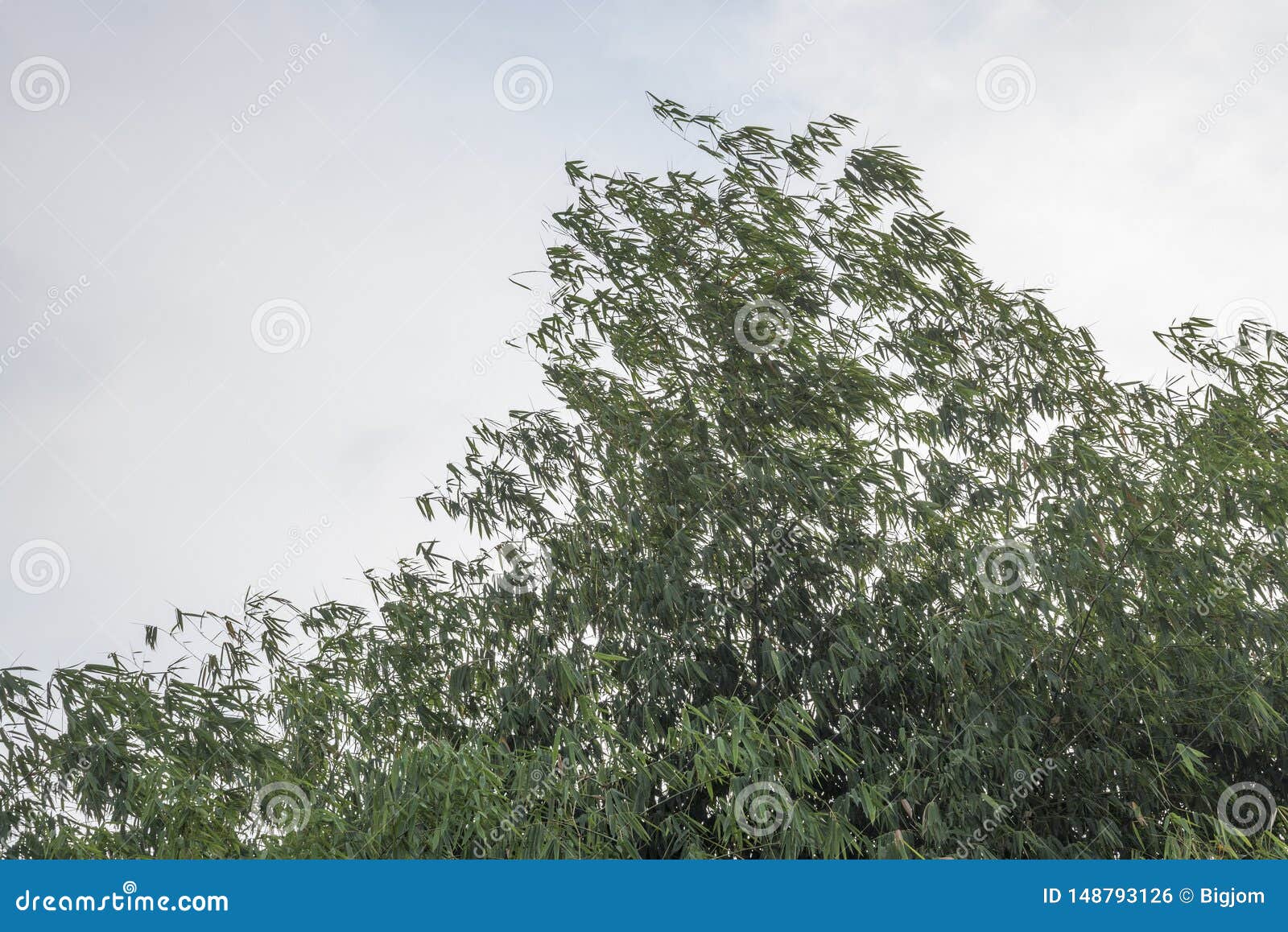 Bamboo Leaves Swaying on Wind Stock Photo - Image of background, summer ...